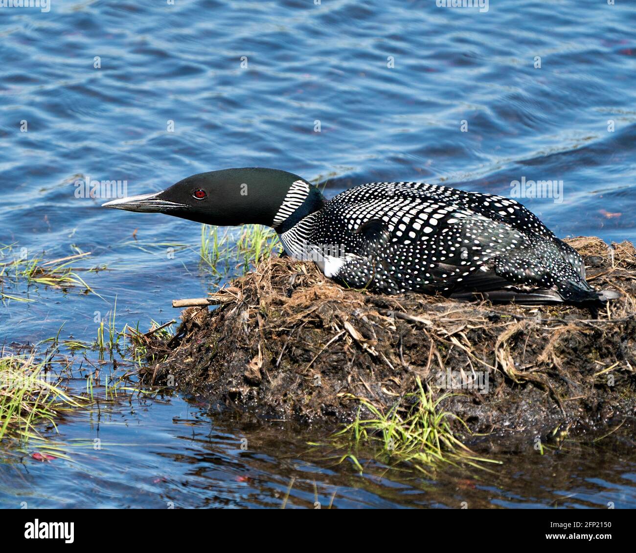 Loon nesting on its nest with marsh grasses, mud and water by the lake shore in its environment ...