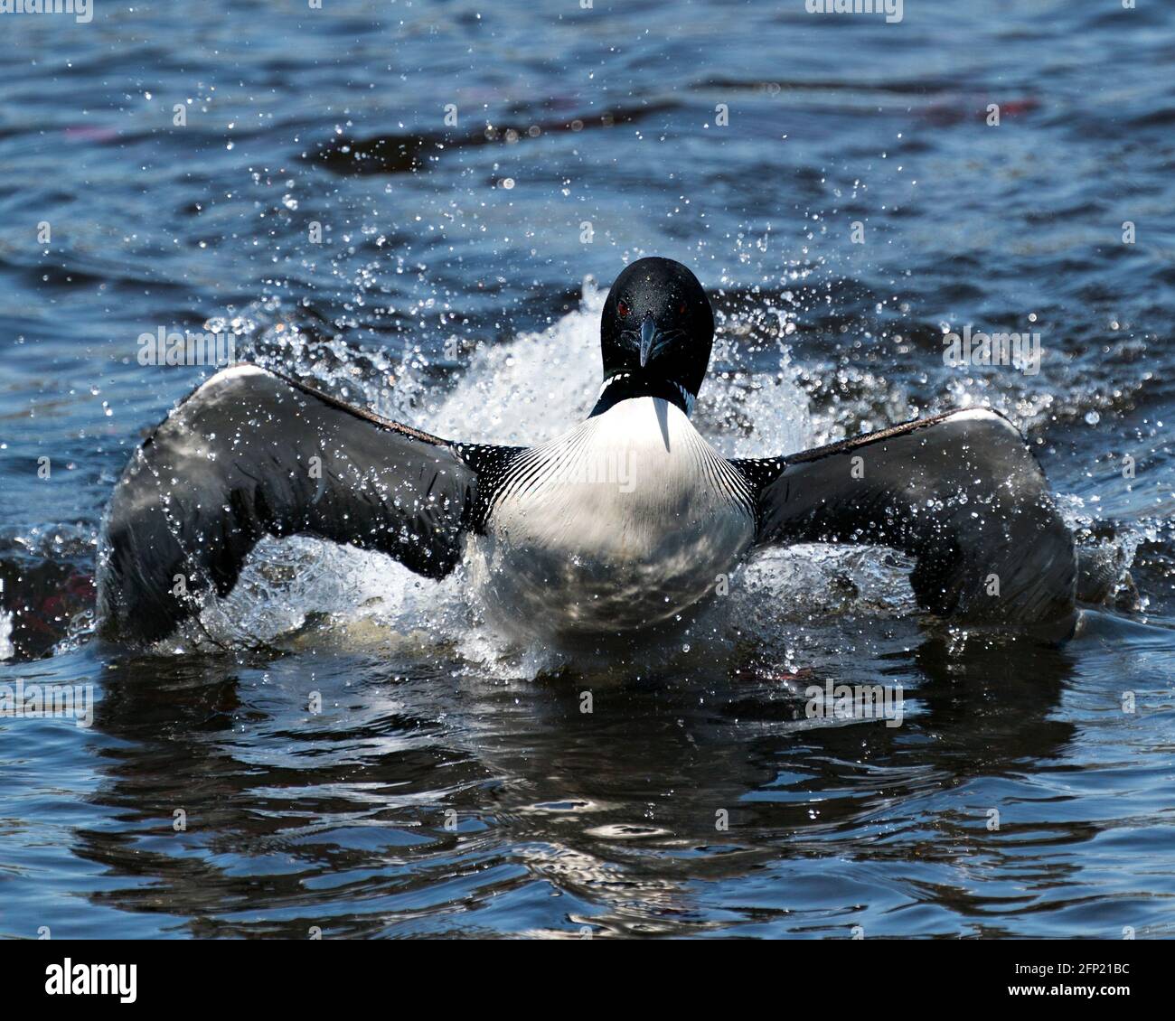 Loon close-up front view with spread wings in its wetland environment ...