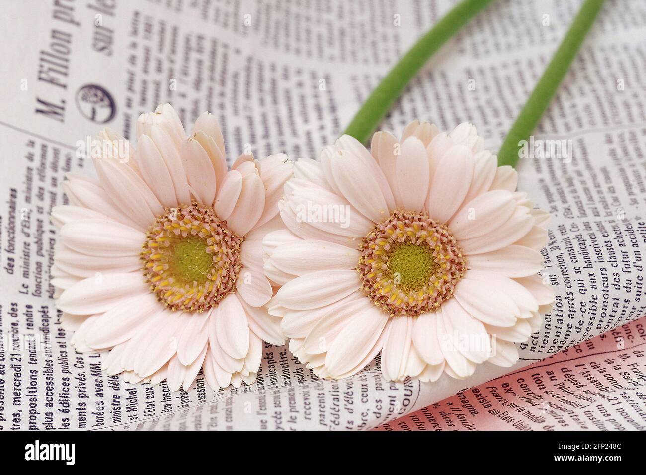 All kinds of flowers, roses are very beautiful and worth collecting ...