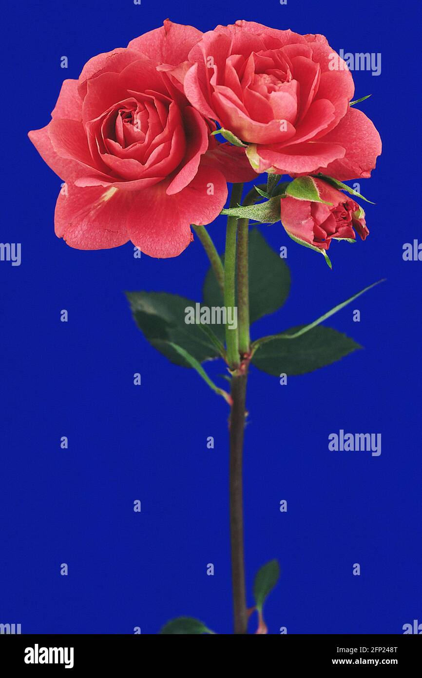 All kinds of flowers, roses are very beautiful and worth collecting ...