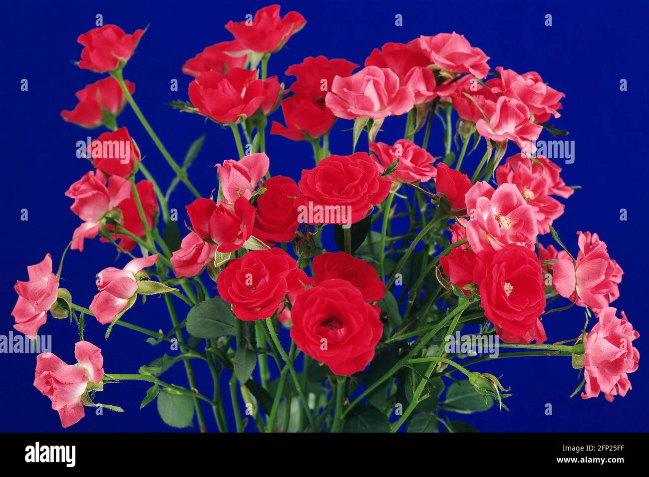 All kinds of flowers, roses are very beautiful and worth collecting ...