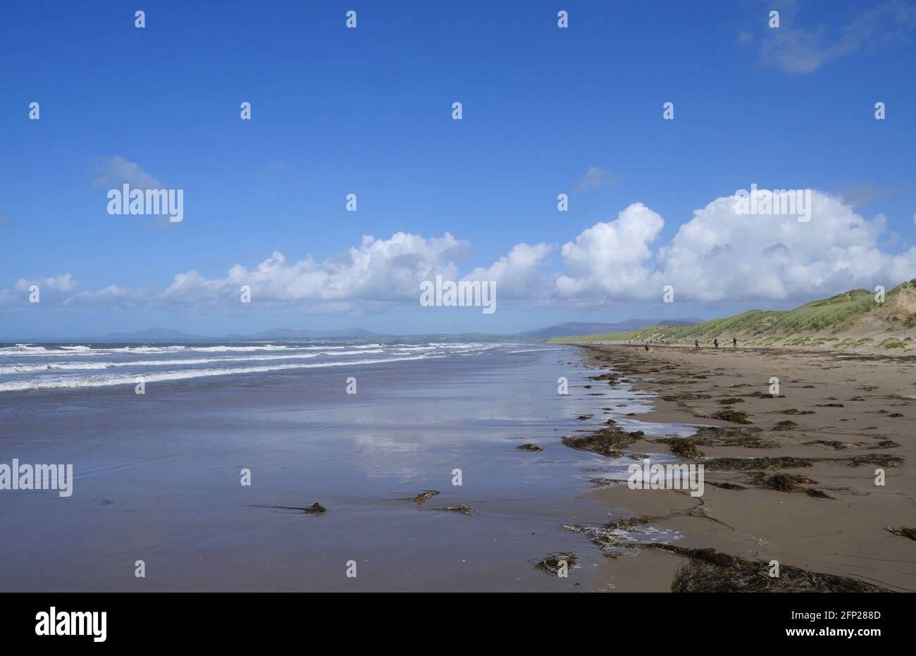 Washed up tree on harlech beach hi-res stock photography and images - Alamy
