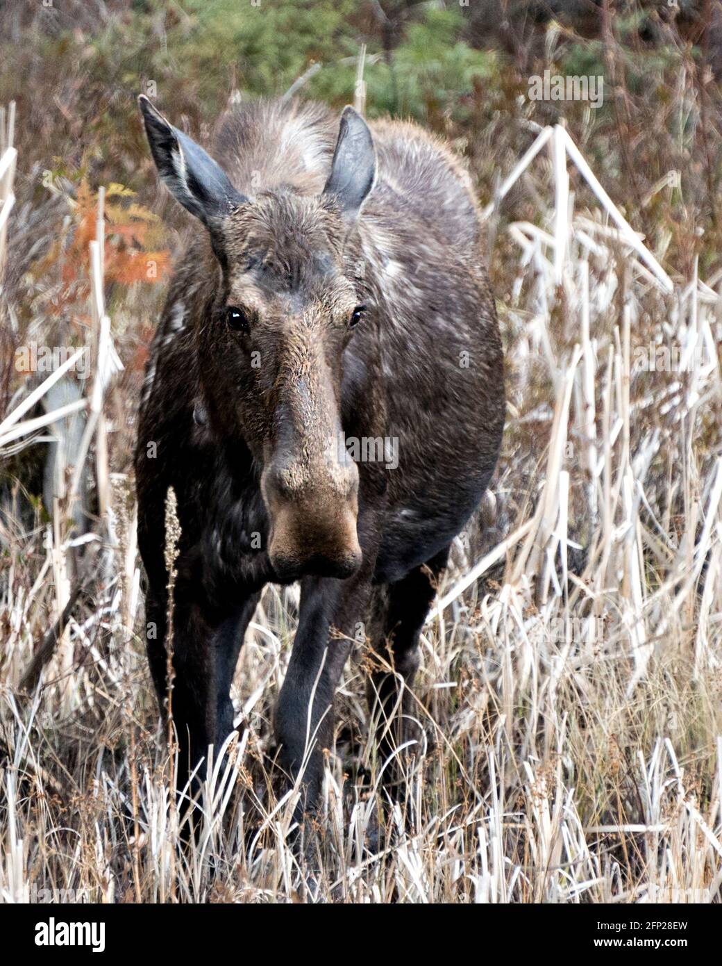 Moose front view in the forest in the springtime displaying muzzle ...