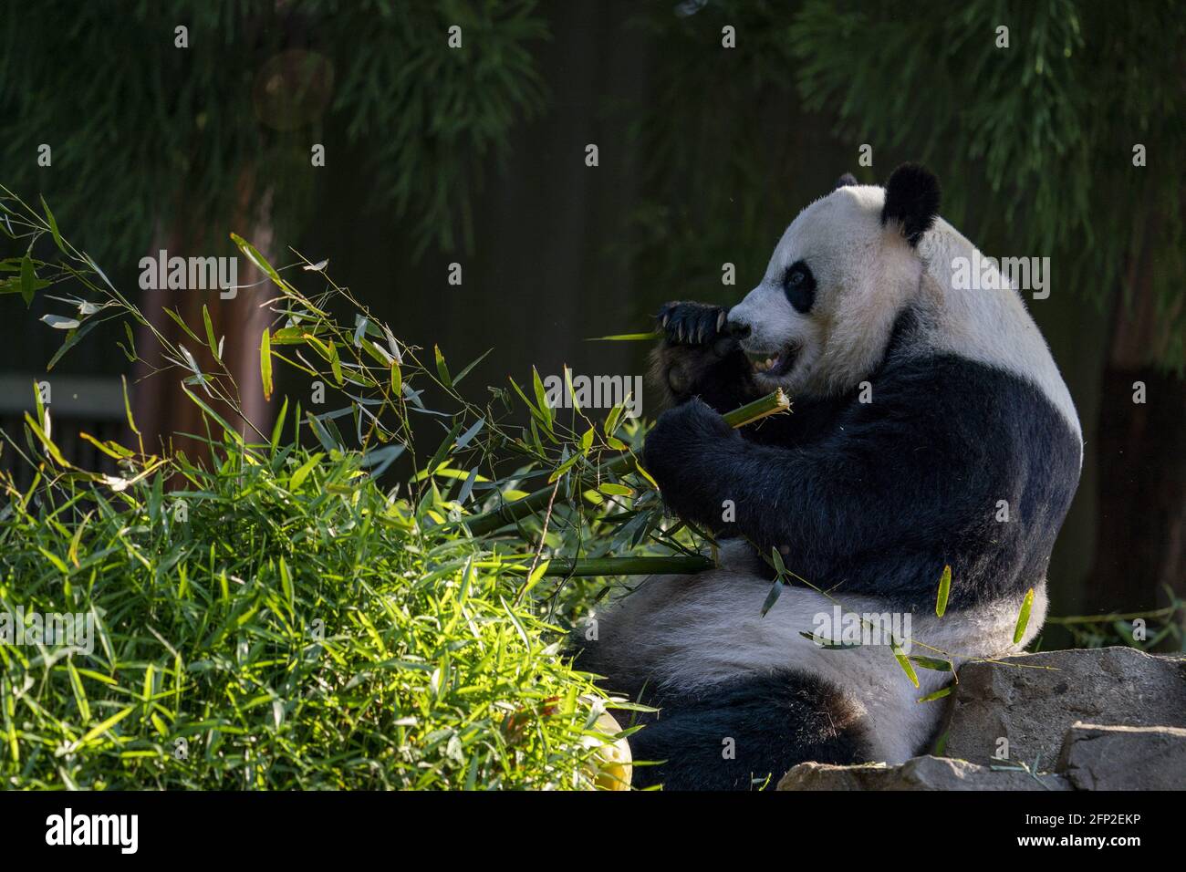 Female giant panda (mei xiang) hi-res stock photography and images - Alamy