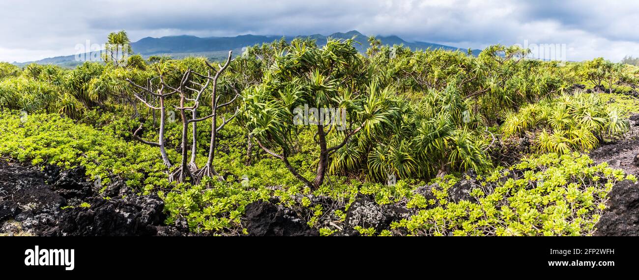 Hala tree hi-res stock photography and images - Alamy