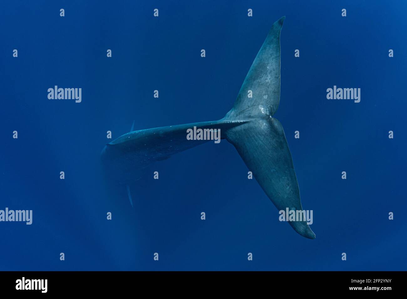 A blue whale tail is about 25 feet long. SRI LANKA: THIS UNDERWATER ...
