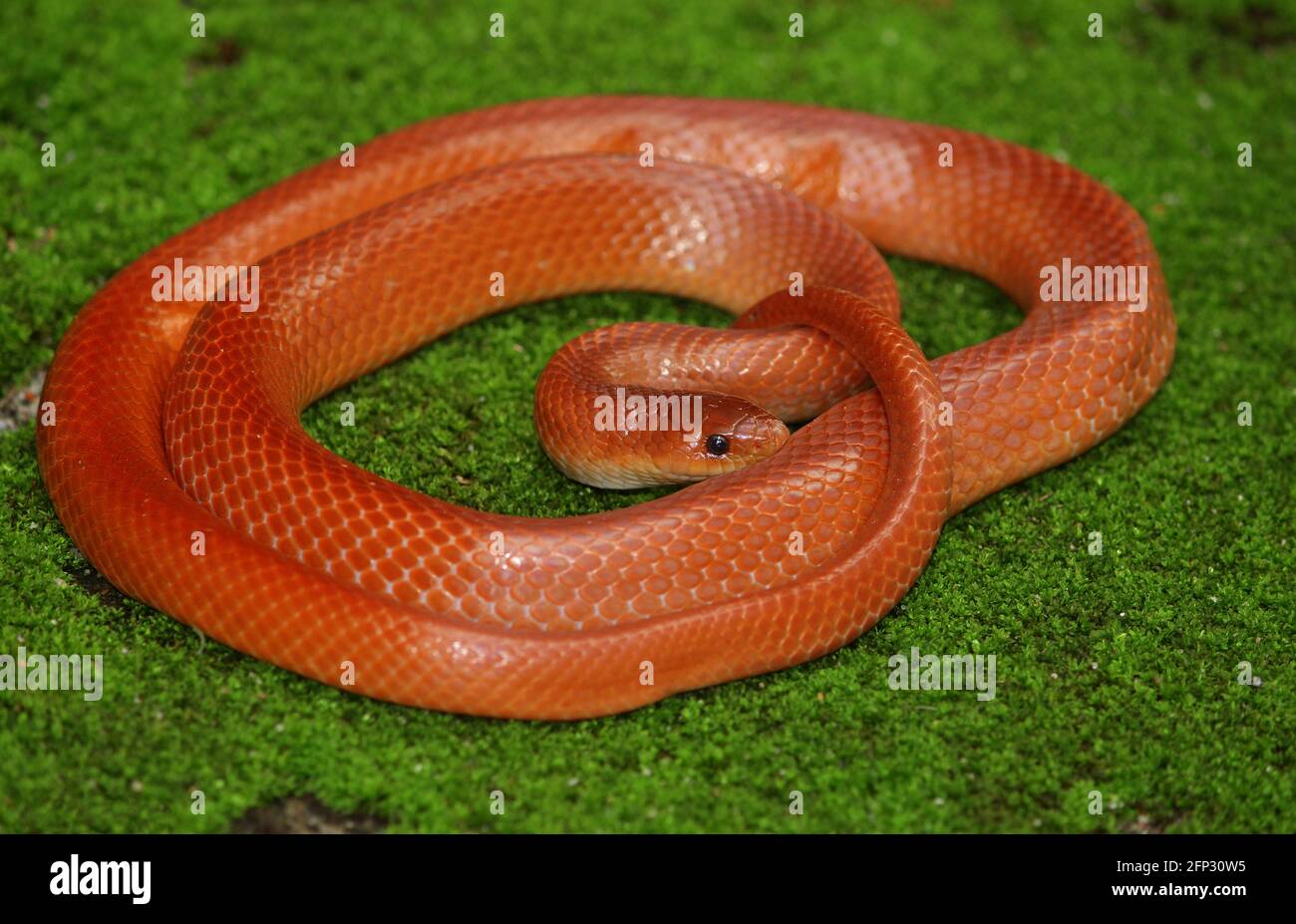 Coral red kukri snake (Oligodon kheriensis) full body shot Stock Photo ...