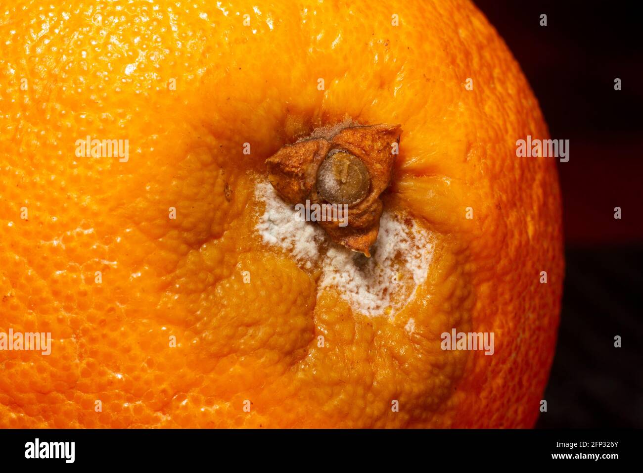 Moldy rotten orange isolated on wooden stock. extreme close up Stock ...