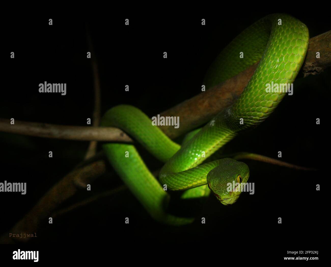 A Salazar's pit viper (Trimeresurus salazar) coiled on a tree branch ...