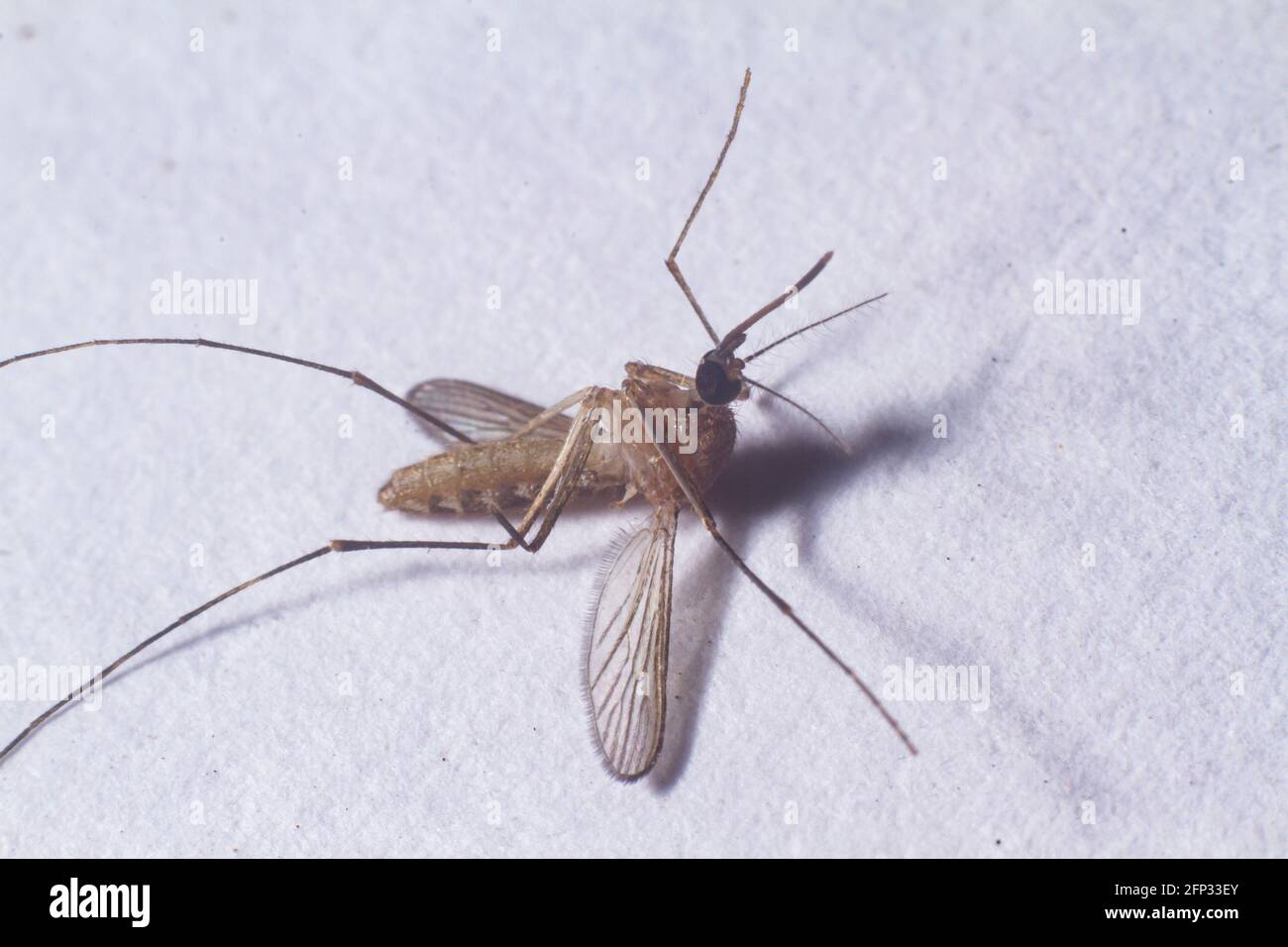 Dead mosquito isolated on white background. Extreme close-up Stock ...
