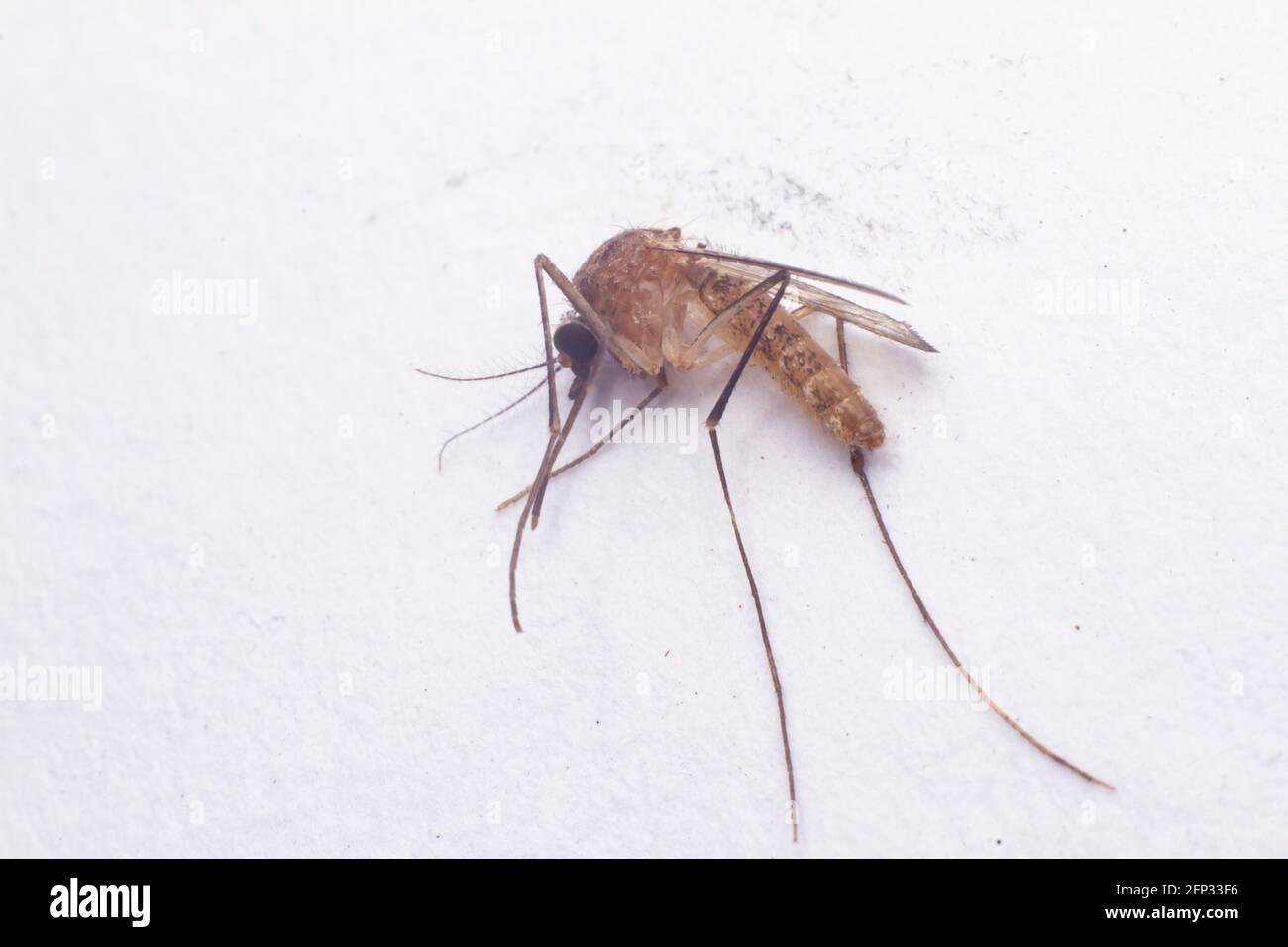 Dead mosquito isolated on white background. Extreme close-up Stock ...