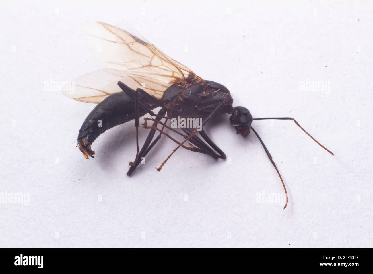 dead black big flying ant on white background Stock Photo - Alamy