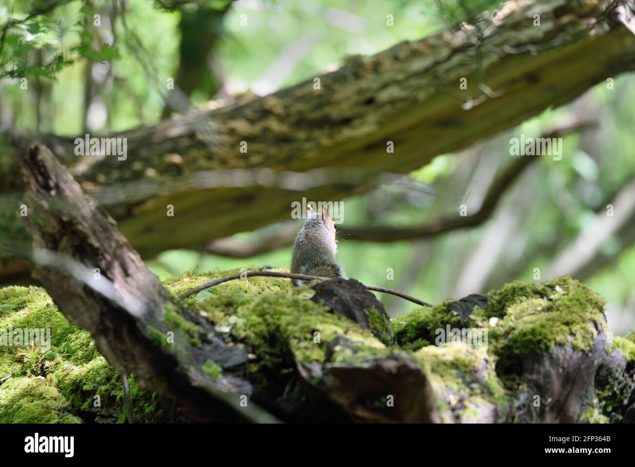 Squirrel sitting on a fallen tree Stock Photo - Alamy