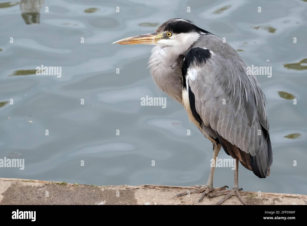 Herron birds hi-res stock photography and images - Alamy