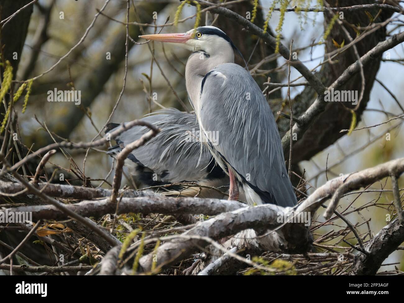 Herron birds hi-res stock photography and images - Alamy