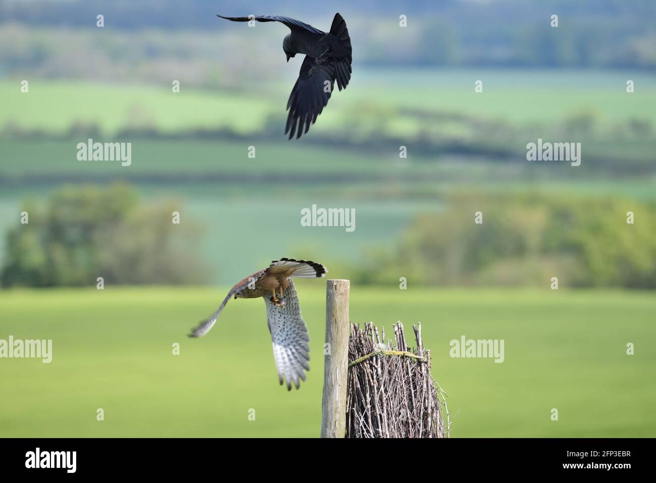 Male jackdaw hi-res stock photography and images - Alamy