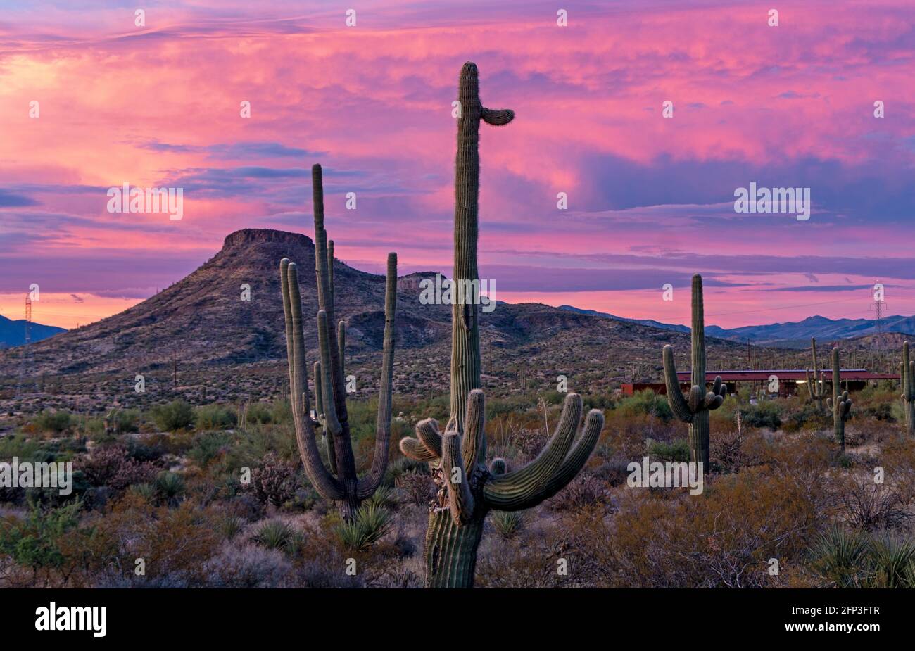 Cactus Sunset Background