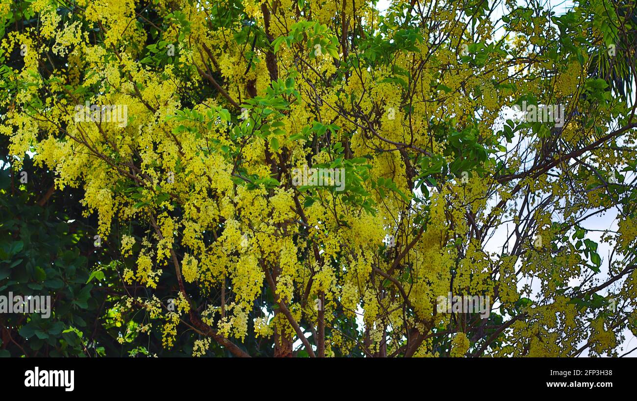 tree with yellow flower, golden shower tree, amaltas , ornamental tree, grows with less water ...