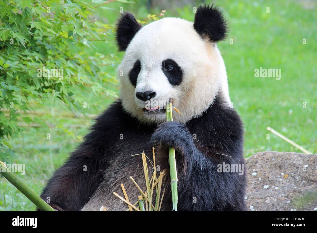 giant panda in a zoo in france Stock Photo - Alamy