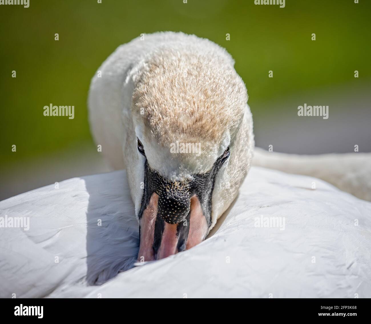 Close up of Swan's head tucked into wing Stock Photo - Alamy