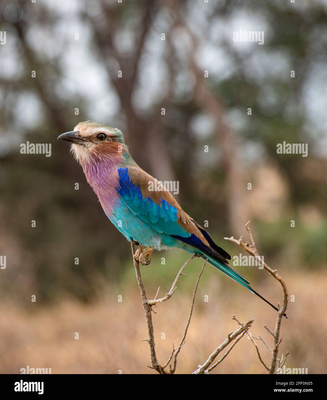 lilac-breasted roller bird Stock Photo - Alamy