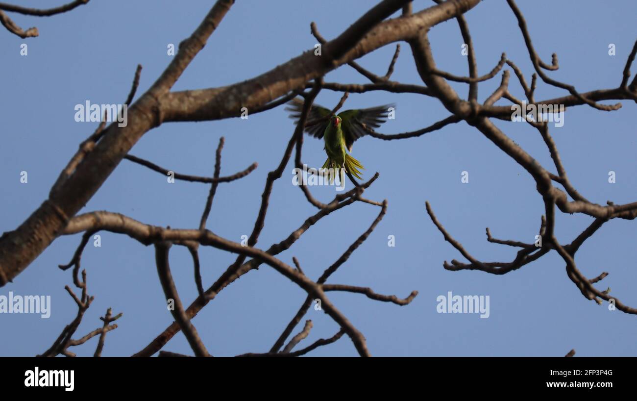 Parrot open wings hi-res stock photography and images - Alamy