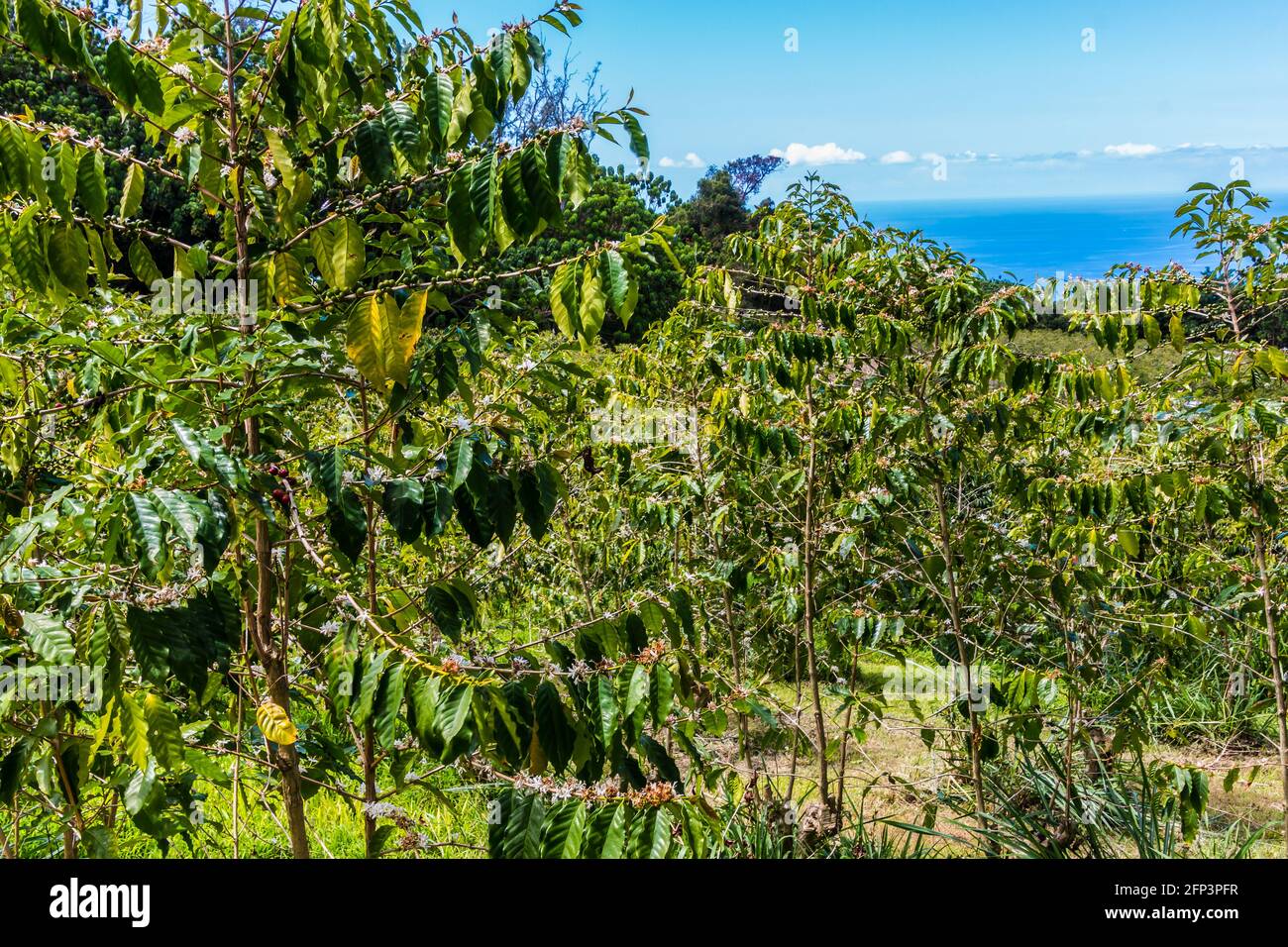 Coffee Trees On The Mountainside Above The Pacific Ocean, Holualoa ...