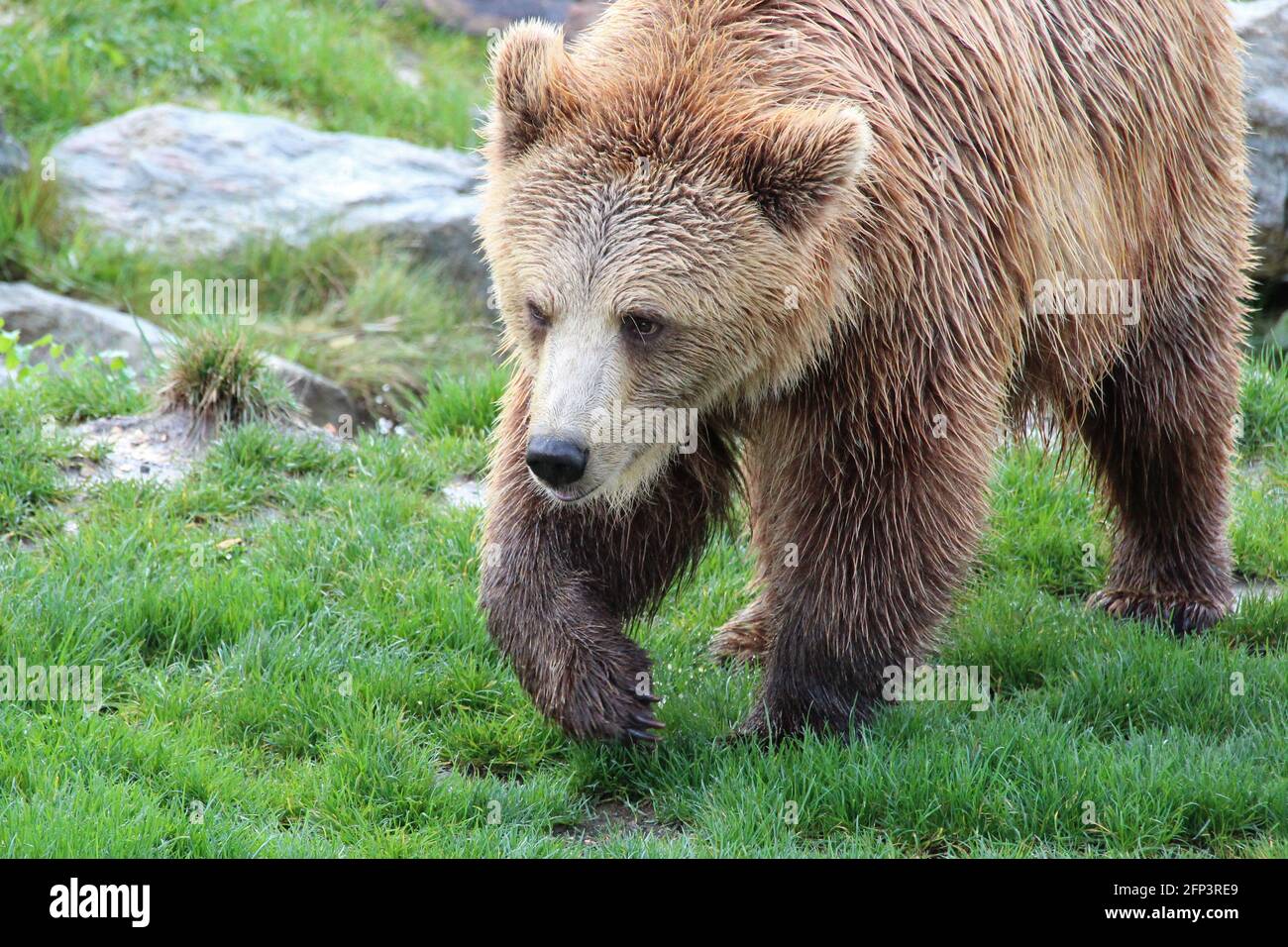 bear in a zoo in france Stock Photo - Alamy