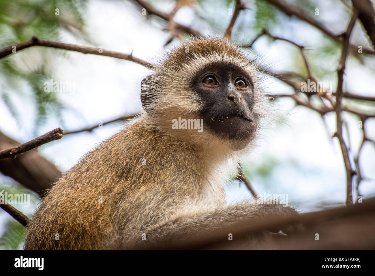 Vervet Monkey in a tree Stock Photo - Alamy