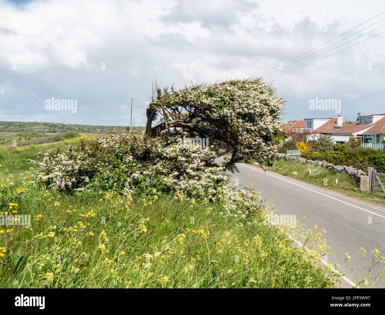 A wind shaped tree in Sand Bay, near Weston-super-Mare, in North ...