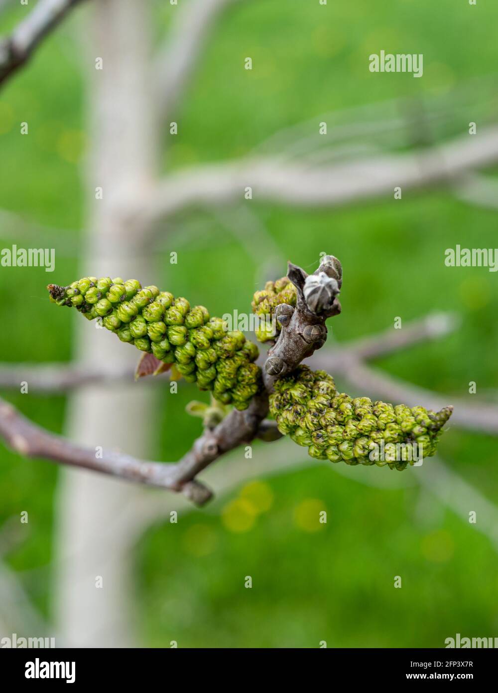 Walnut tree in blossom hi-res stock photography and images - Alamy