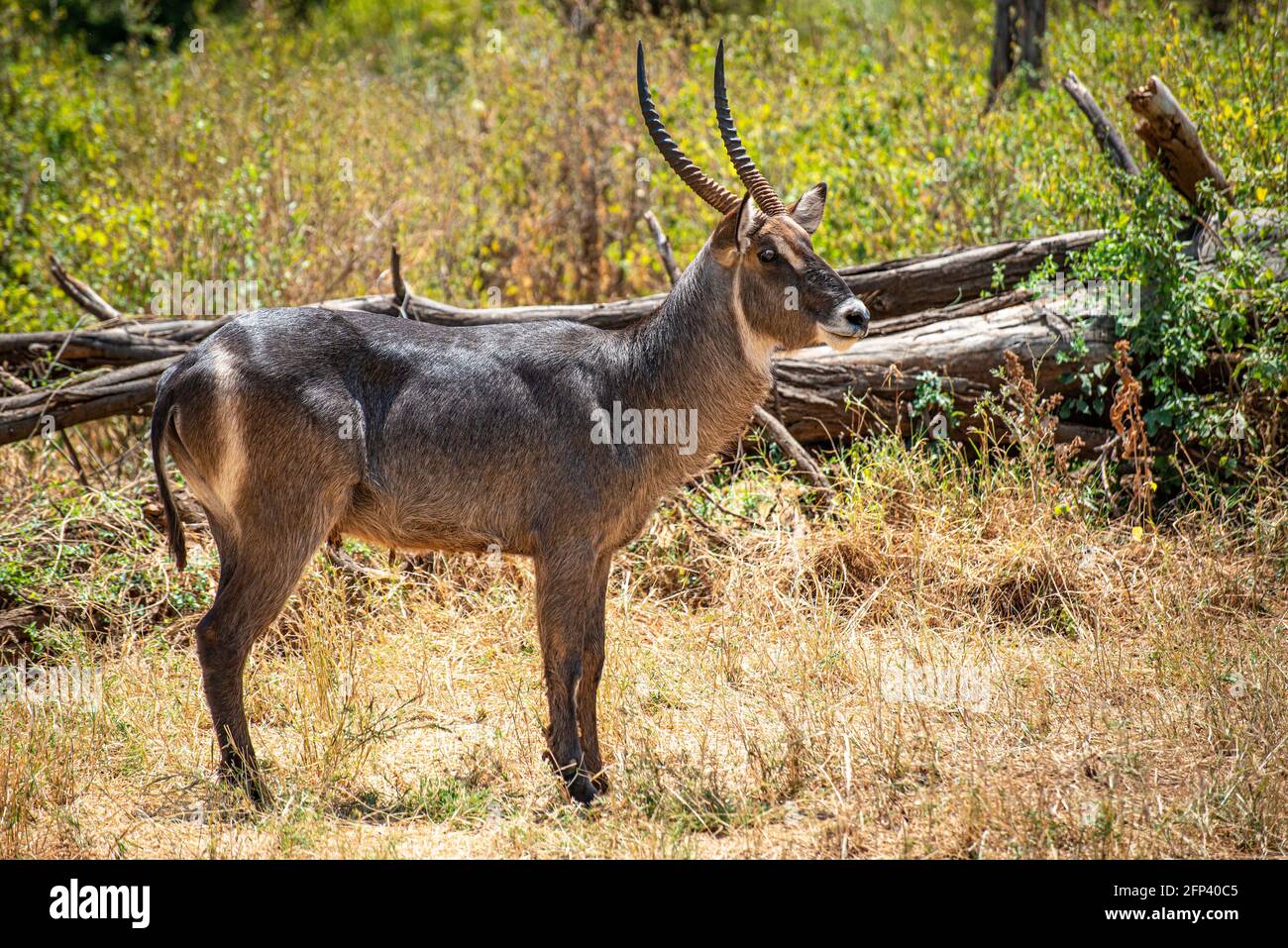 Antelope natural horns hi-res stock photography and images - Alamy