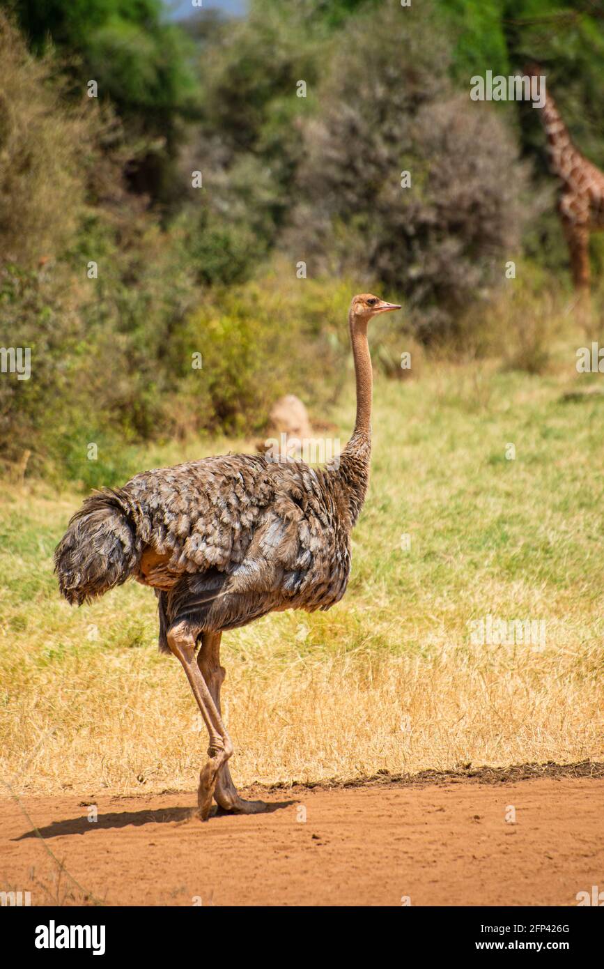 ostrich in the wild in Kenya Stock Photo - Alamy
