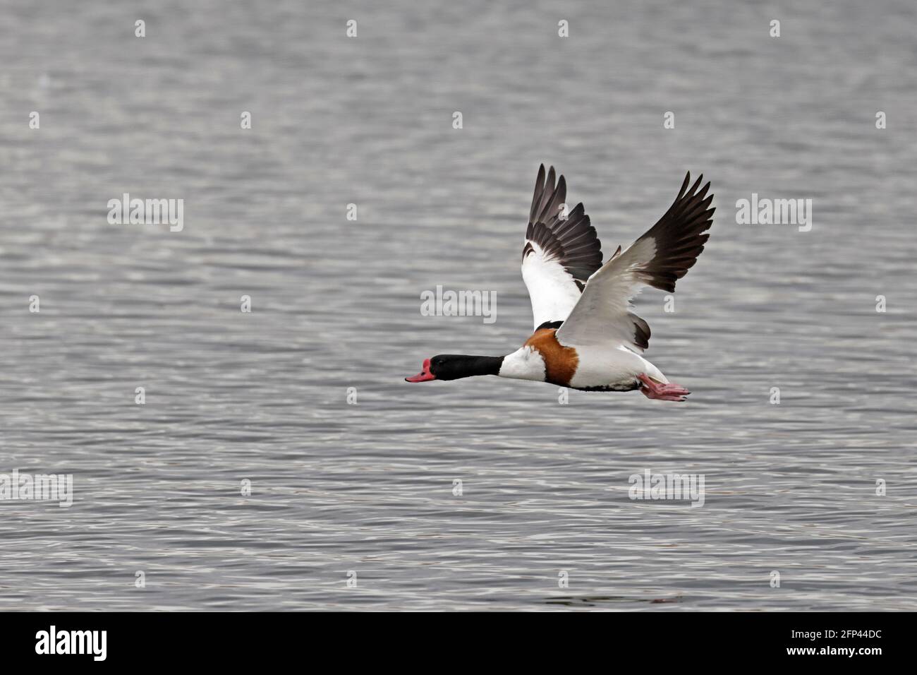 Common Shelduck in flight at Abbotsbury Swannery Dorset Stock Photo - Alamy