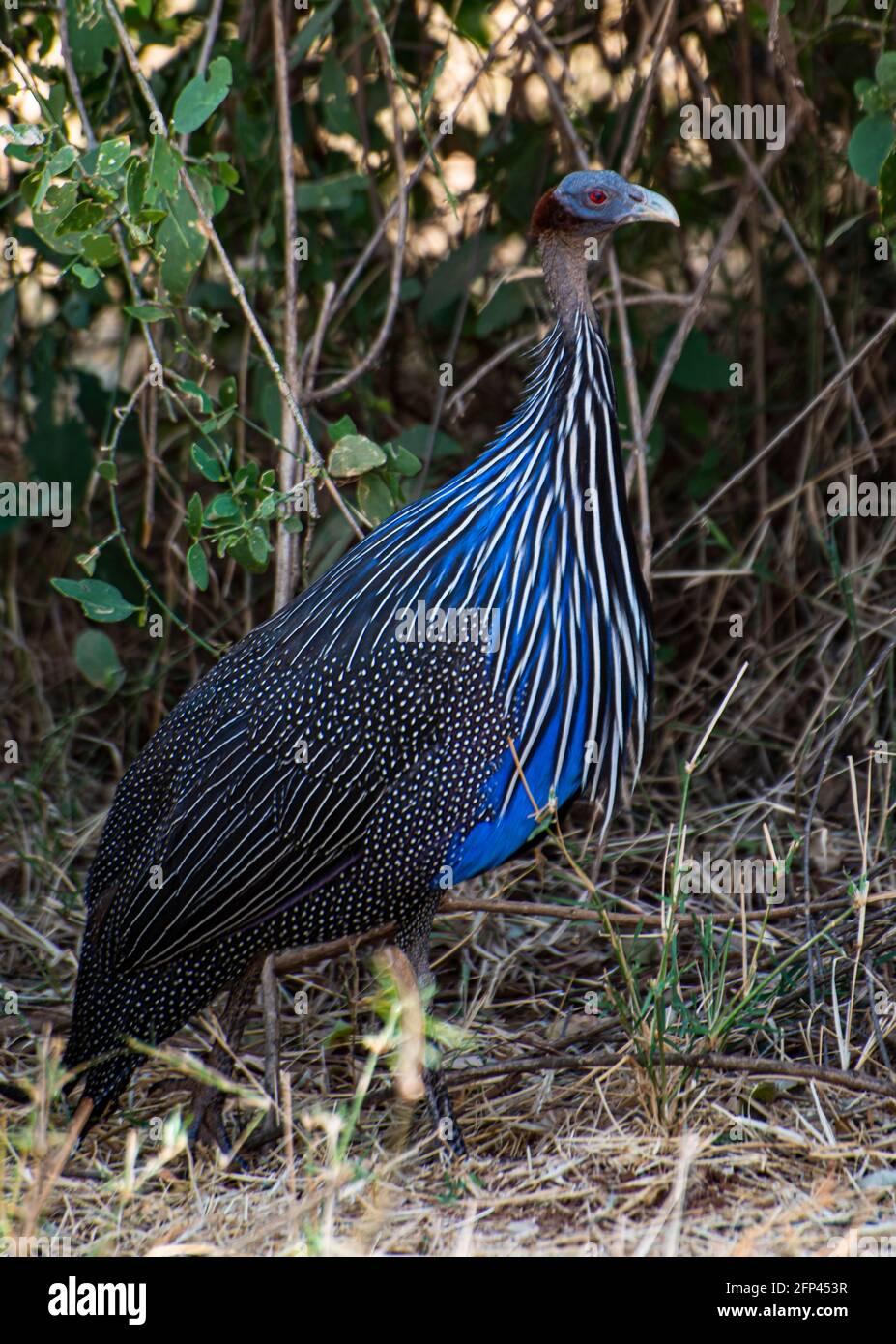 vulturine guinea fowl Stock Photo - Alamy