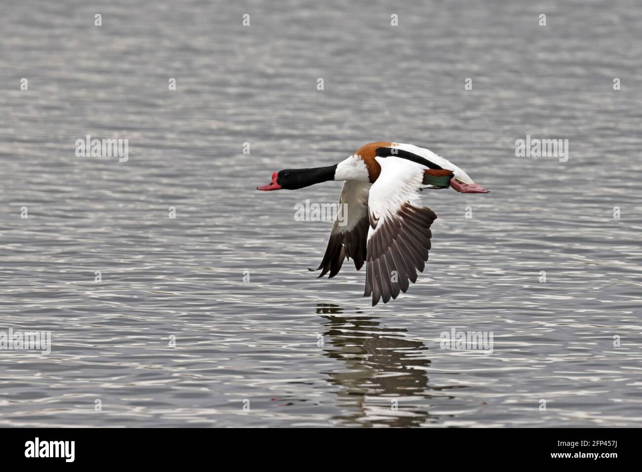 Common Shelduck in flight at Abbotsbury Swannery Dorset Stock Photo - Alamy