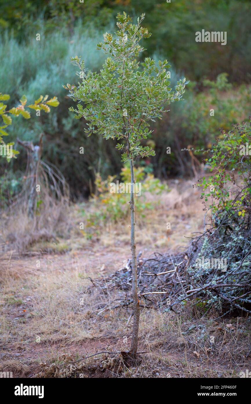 Baby oak tree hi-res stock photography and images - Alamy