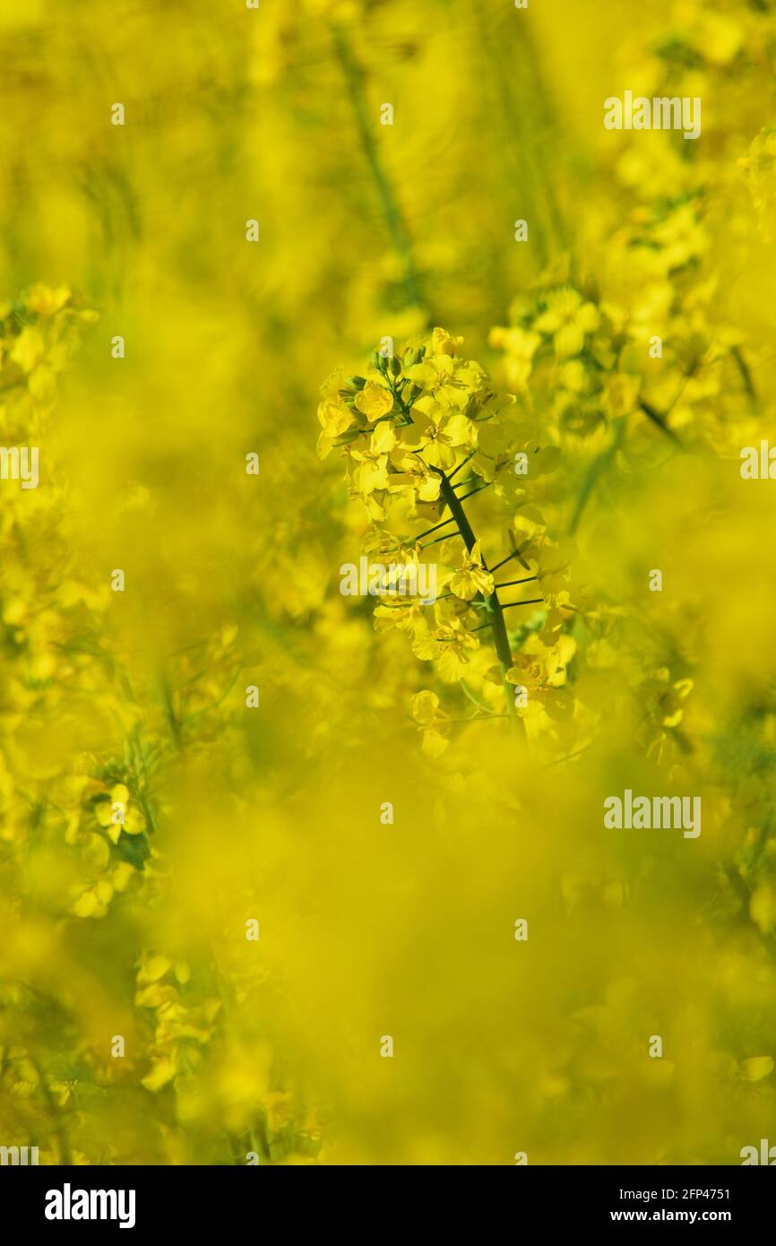 Rapeseed flowers in field field hi-res stock photography and images - Alamy