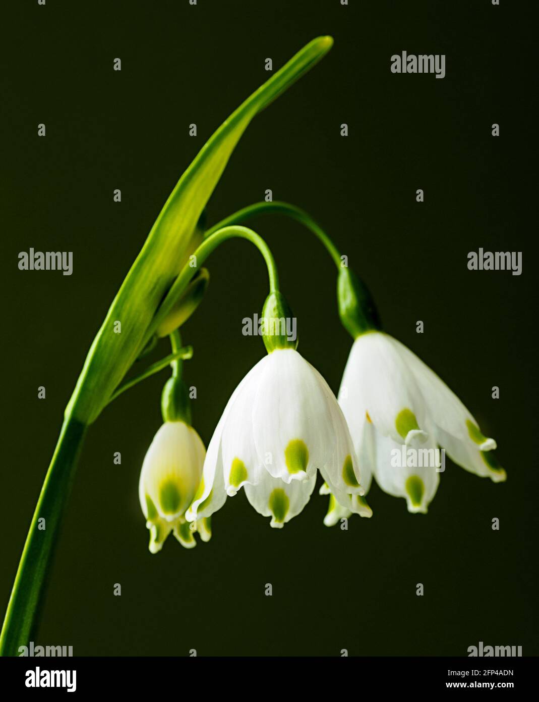 Leucojum aestivum, commonly called summer snowflake or Loddon lily. As ...