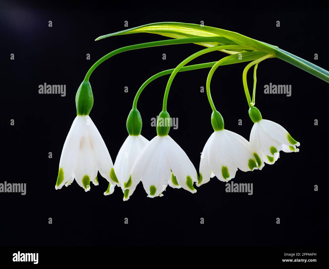 White snow drop lily hi-res stock photography and images - Alamy
