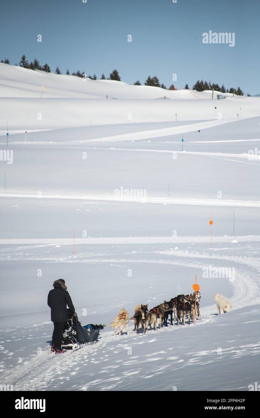 Dogs pulling a sleigh hi-res stock photography and images - Alamy