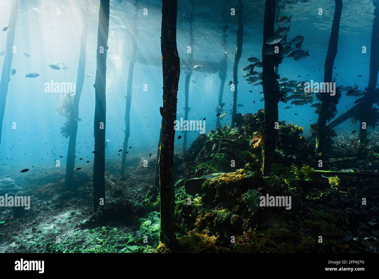 underwater shot of jetty in Raja Ampat / Indonesia Stock Photo - Alamy