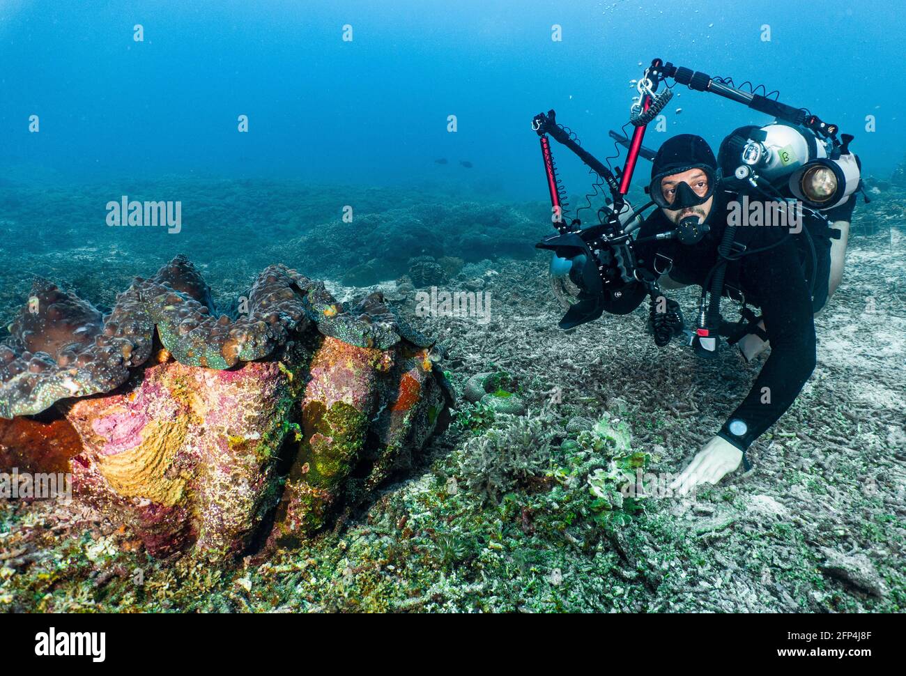 photographer taking picture of giant clamp shell in Raja Ampat Stock ...