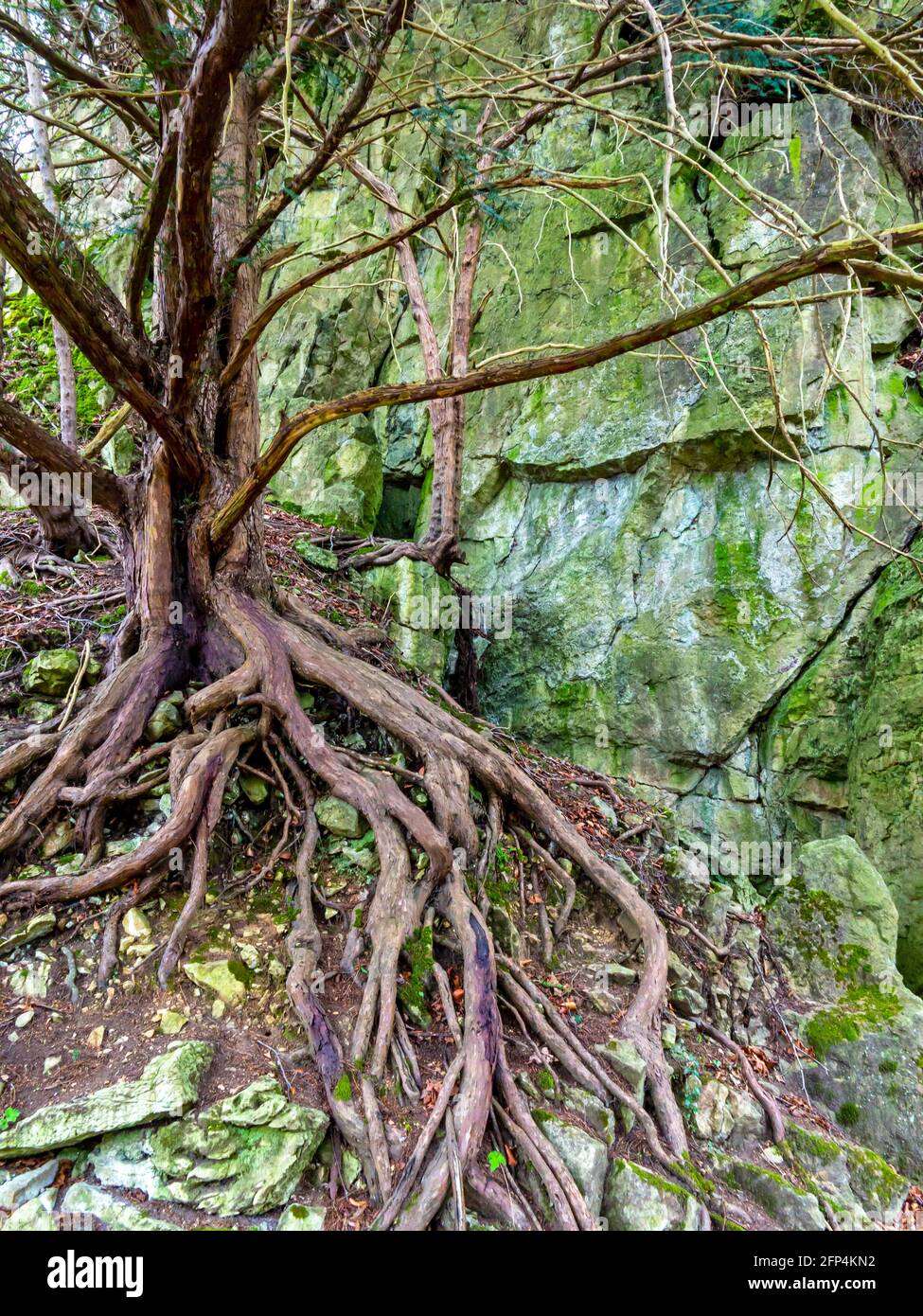 Tree with exposed roots growing on a rocky cliff face with moss covered ...