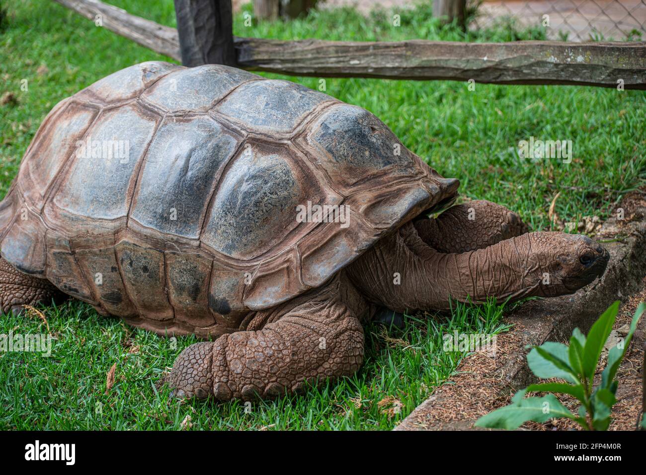 Giant kenya tortoise hi-res stock photography and images - Alamy