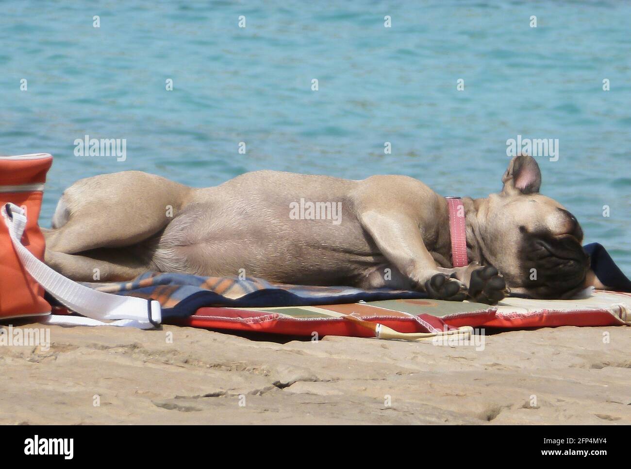 Sleeping dog at the beach hi-res stock photography and images - Alamy