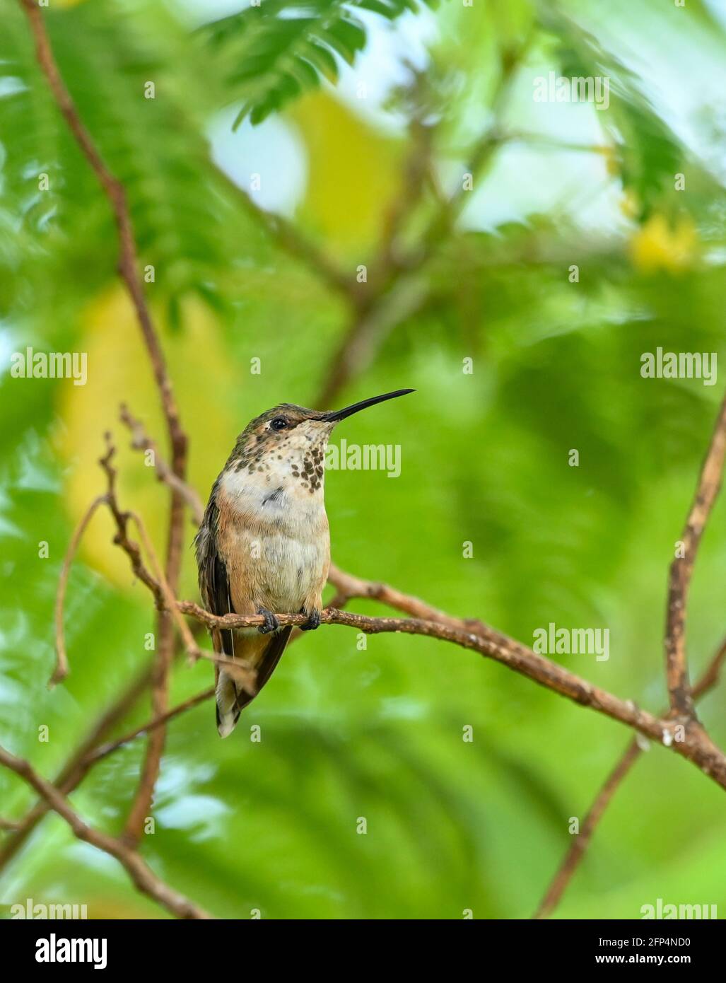 Fledgling hummingbird in nest hi-res stock photography and images - Alamy