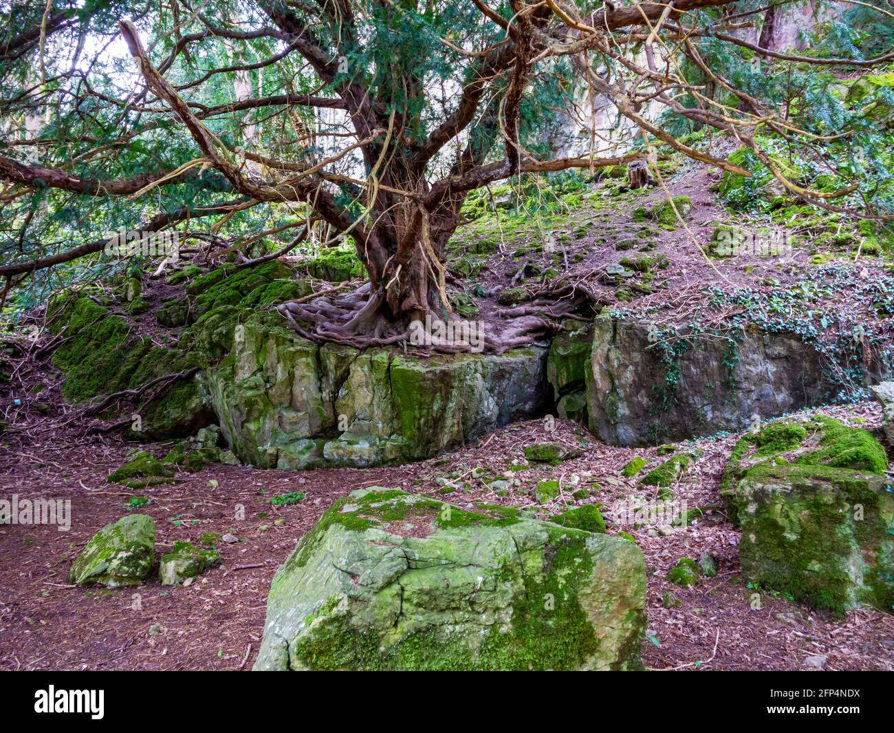 Tree growing on a cliff hi-res stock photography and images - Alamy