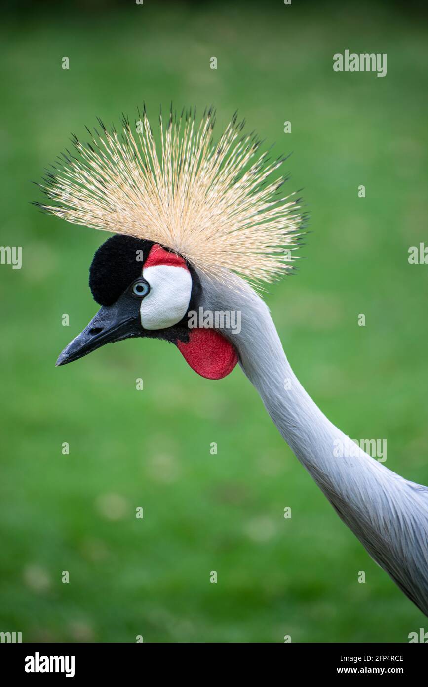 Grey Crowned Crane bird Stock Photo - Alamy