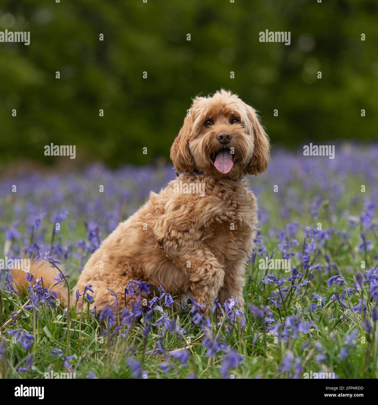 Cockapoo Side View High Resolution Stock Photography and Images - Alamy